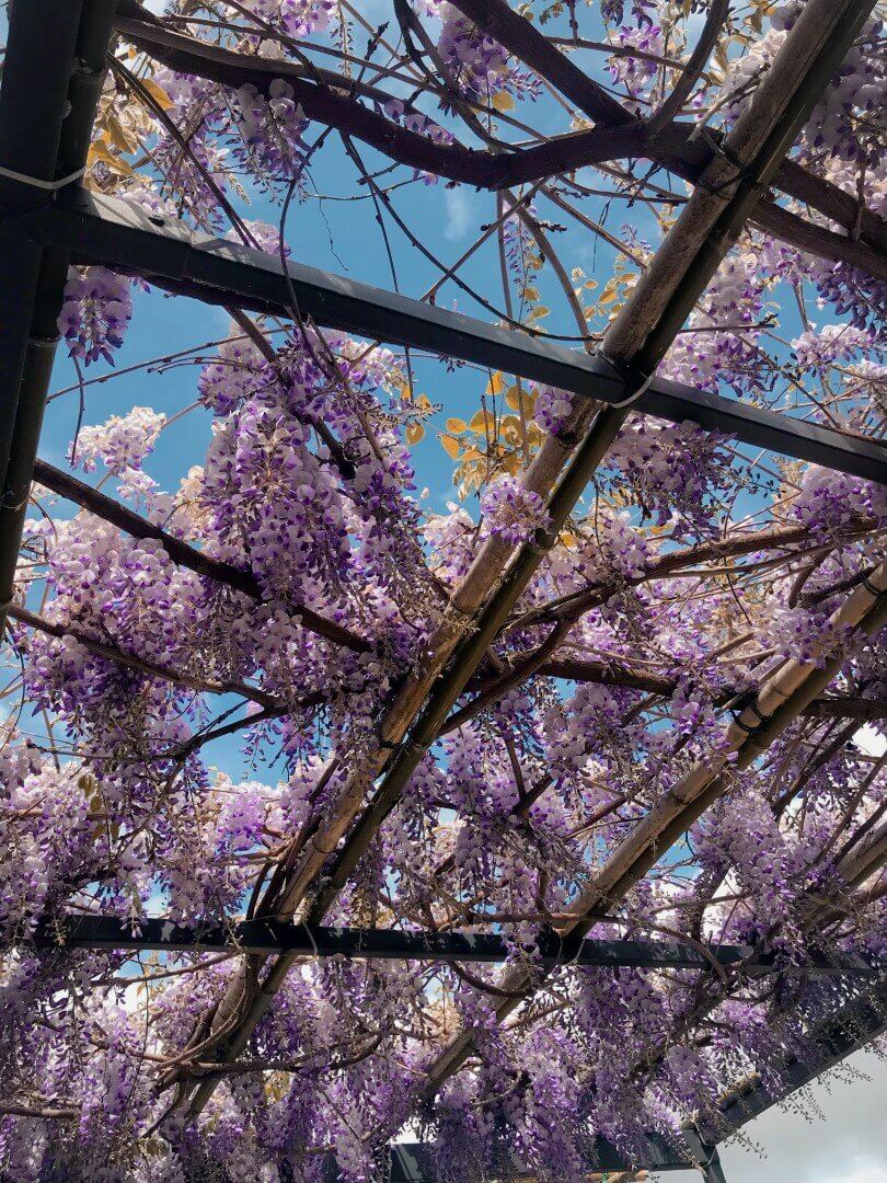 Wisteria - Living Senses